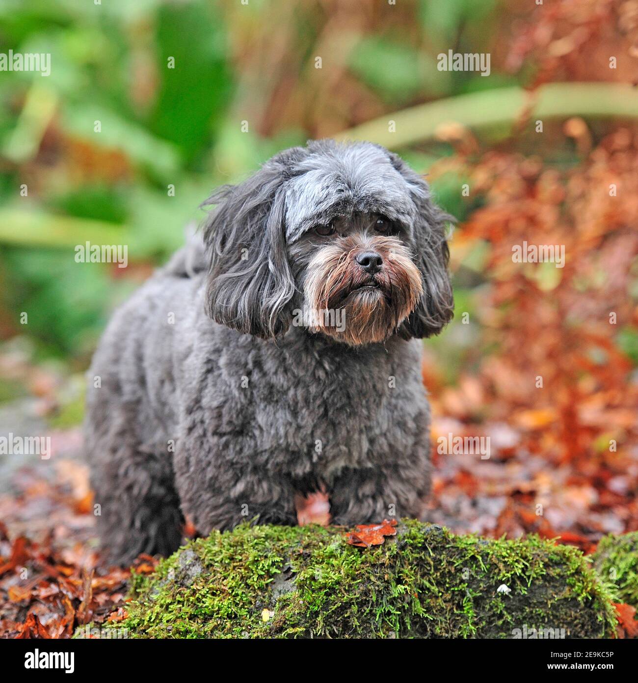 Side view shih tzu sitting hi-res stock photography and images - Alamy