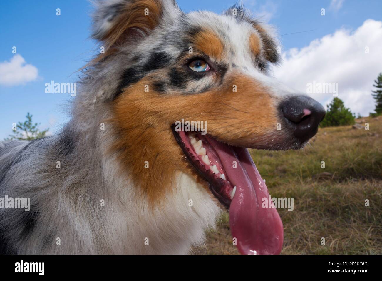 blue merle Australian shepherd dog on the meadow in piedmont in Italy Stock Photo - Alamy