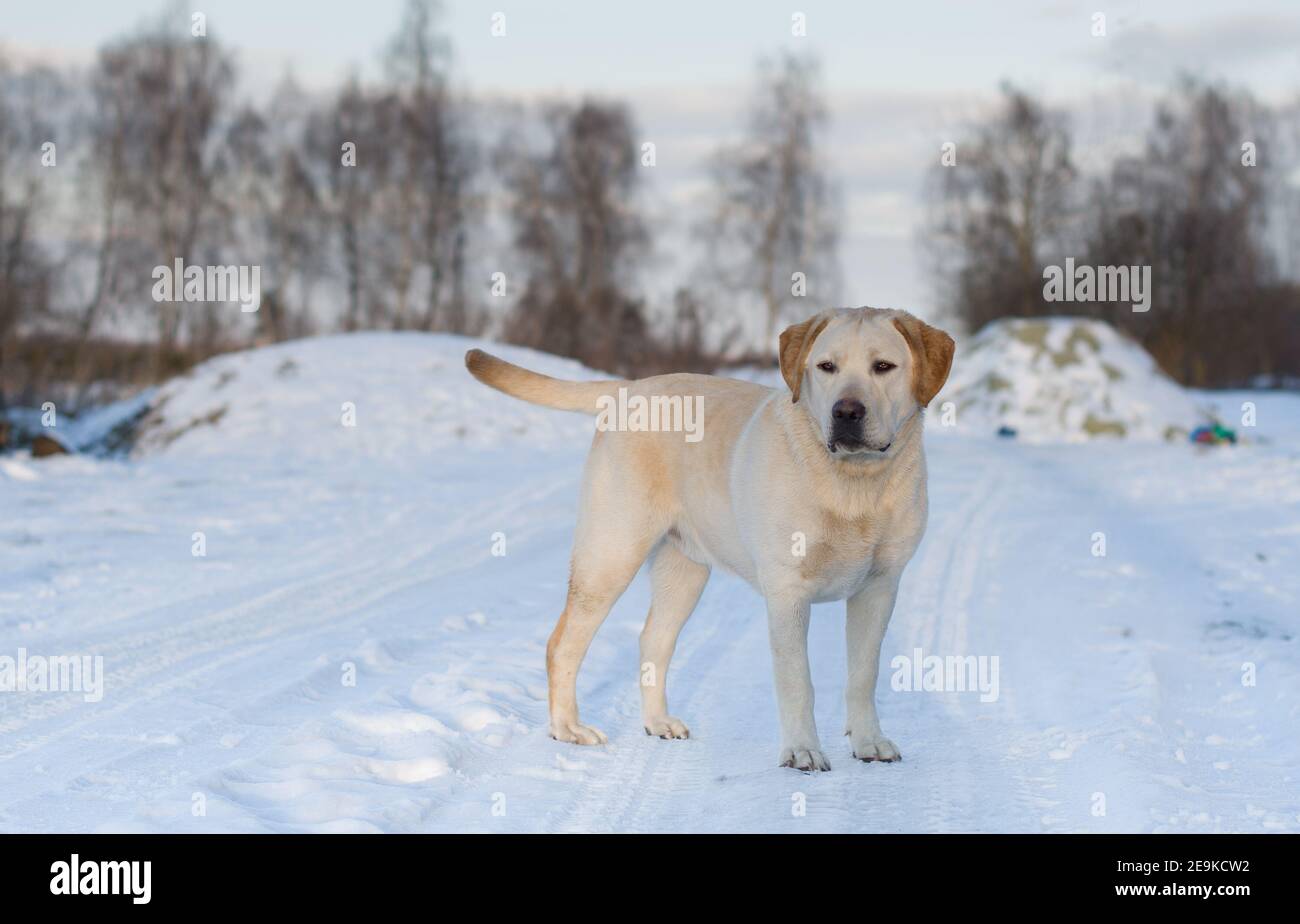 Beautiful labrador retriever hi-res stock photography and images - Alamy