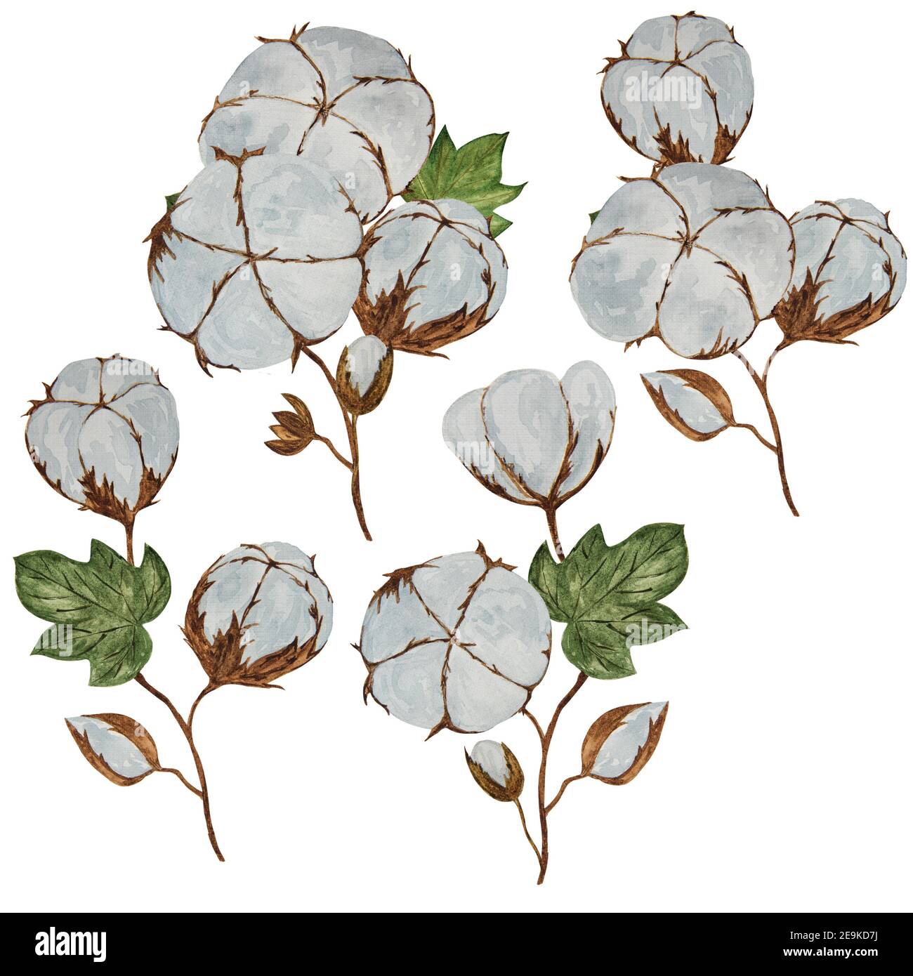 Cotton plant botanical drawing hi-res stock photography and images - Alamy