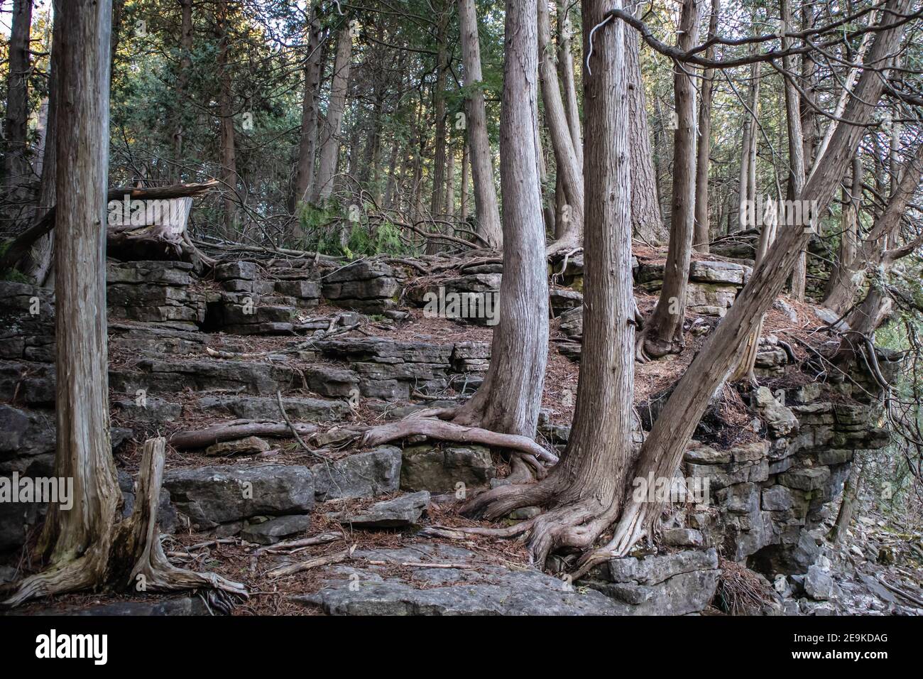 Trees on Rocks at Hilton Falls Stock Photo - Alamy