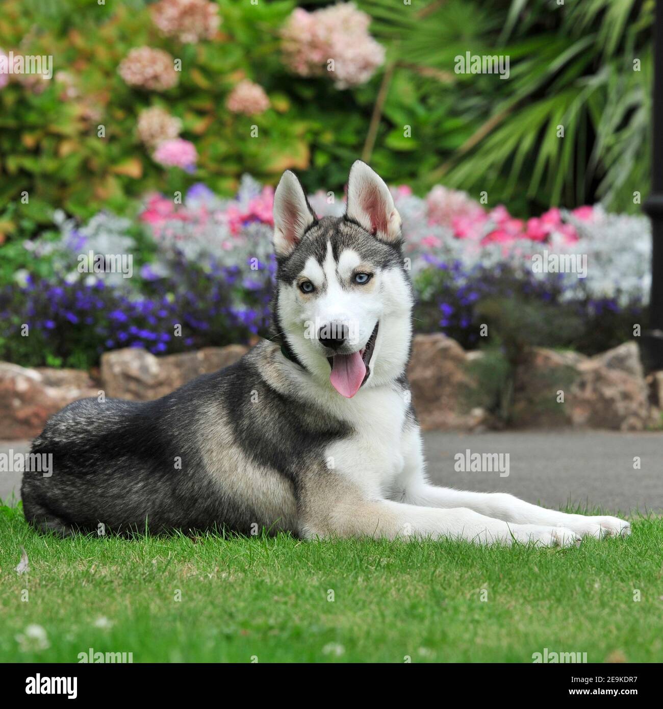 Siberian Husky Puppy Side View High Resolution Stock Photography and ...