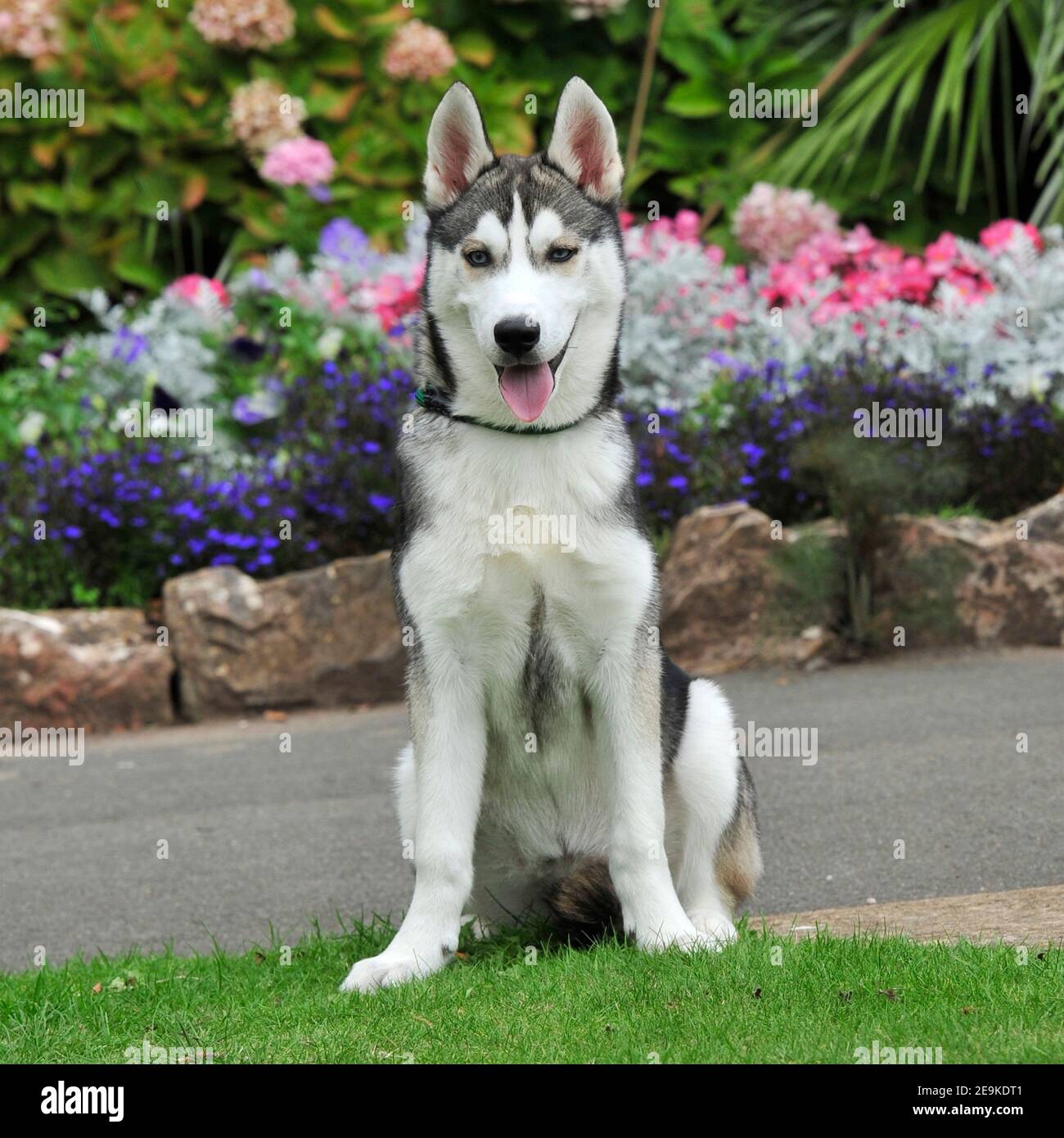 Husky dog hi-res stock photography and images - Alamy