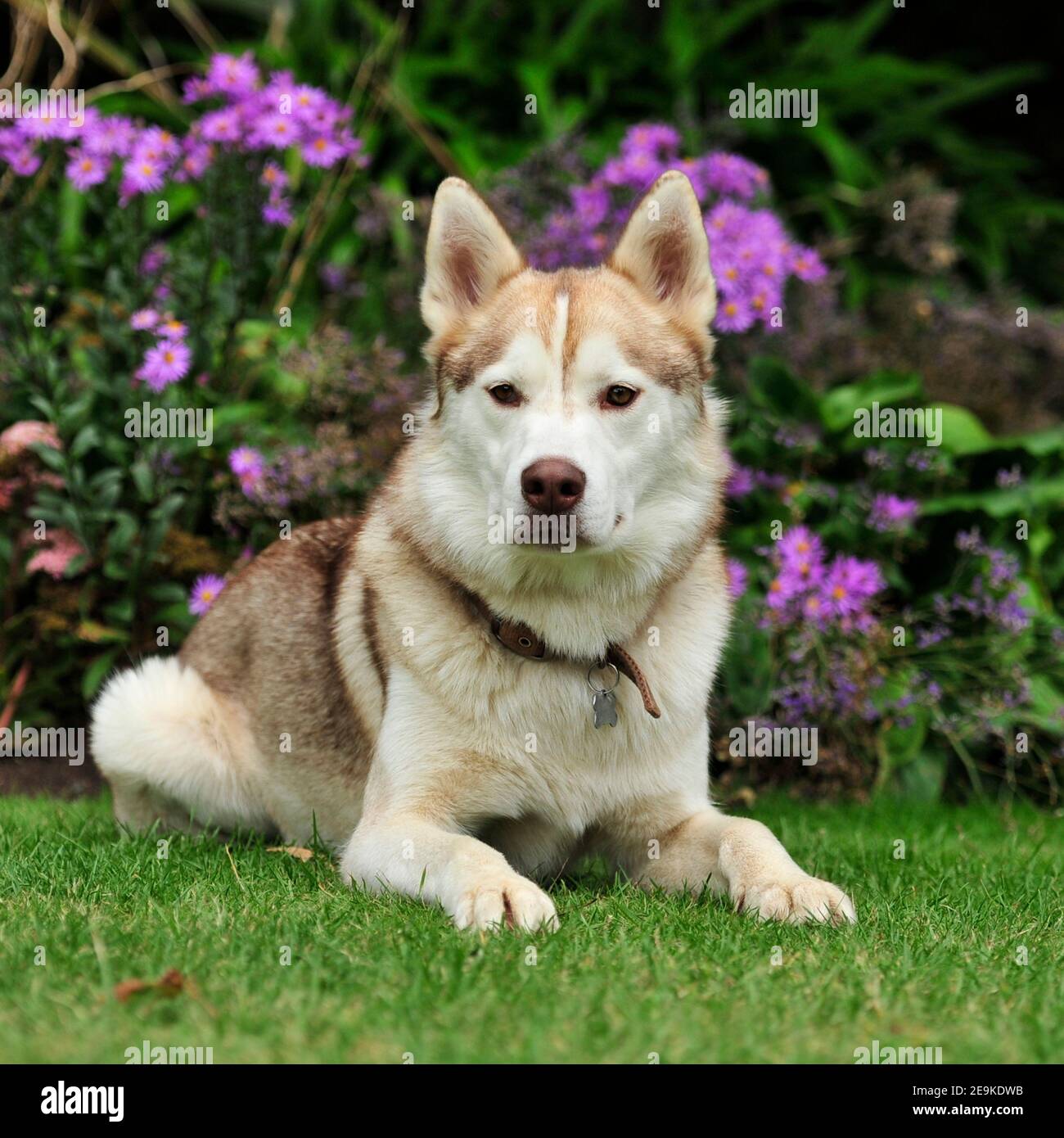 Siberian husky Dog Stock Photo - Alamy