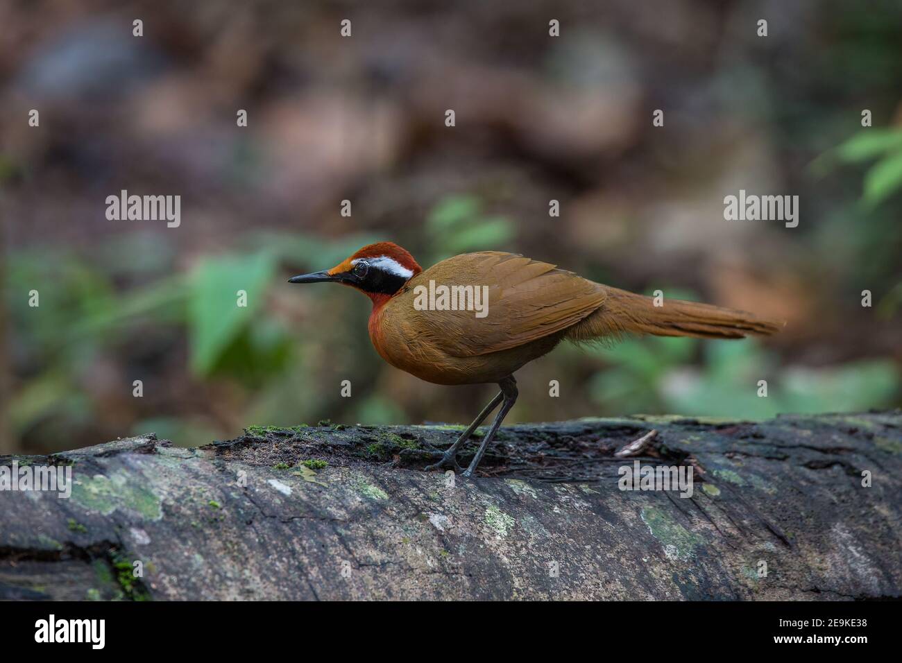 Malaysian rail-babbler - Eupetes macrocerus on a log Stock Photo - Alamy