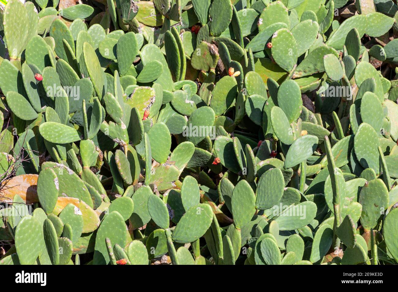 Prickly Pear opuntia cactus plant whose bud is used as a fruit on the ...