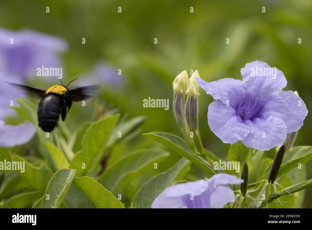 Carpenter Bee flying towards Morning Glory Flower Stock Photo - Alamy