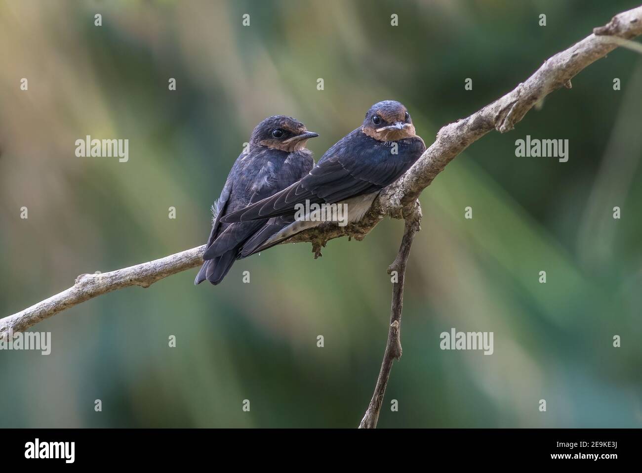 Juvenile tree swallow hi-res stock photography and images - Alamy
