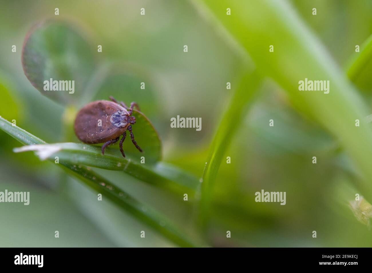 Deer tick sleeping on grass stalk. Ixodes ricinus. The dangerous ...
