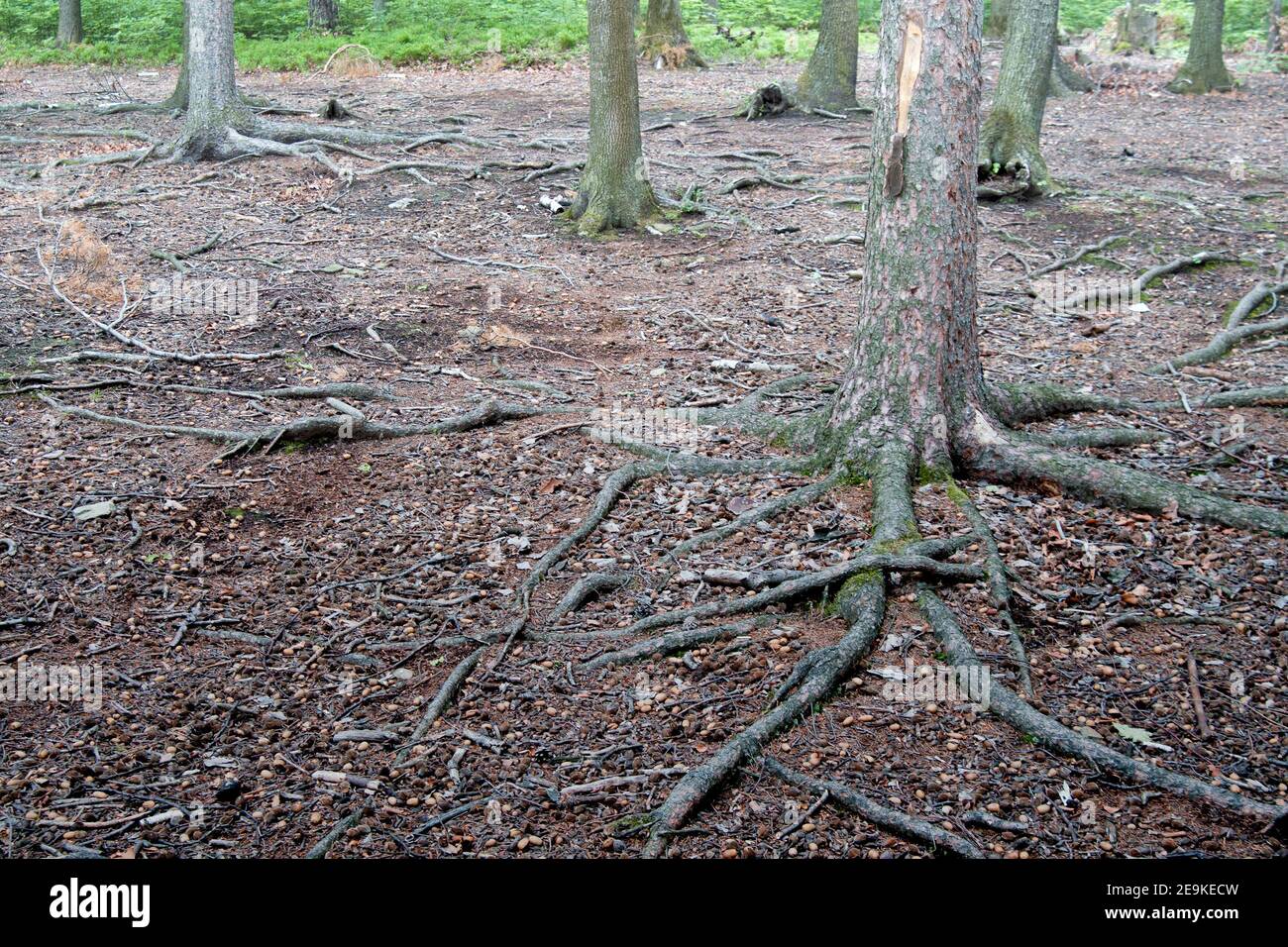 Tree roots. Tree roots in the forest Stock Photo - Alamy
