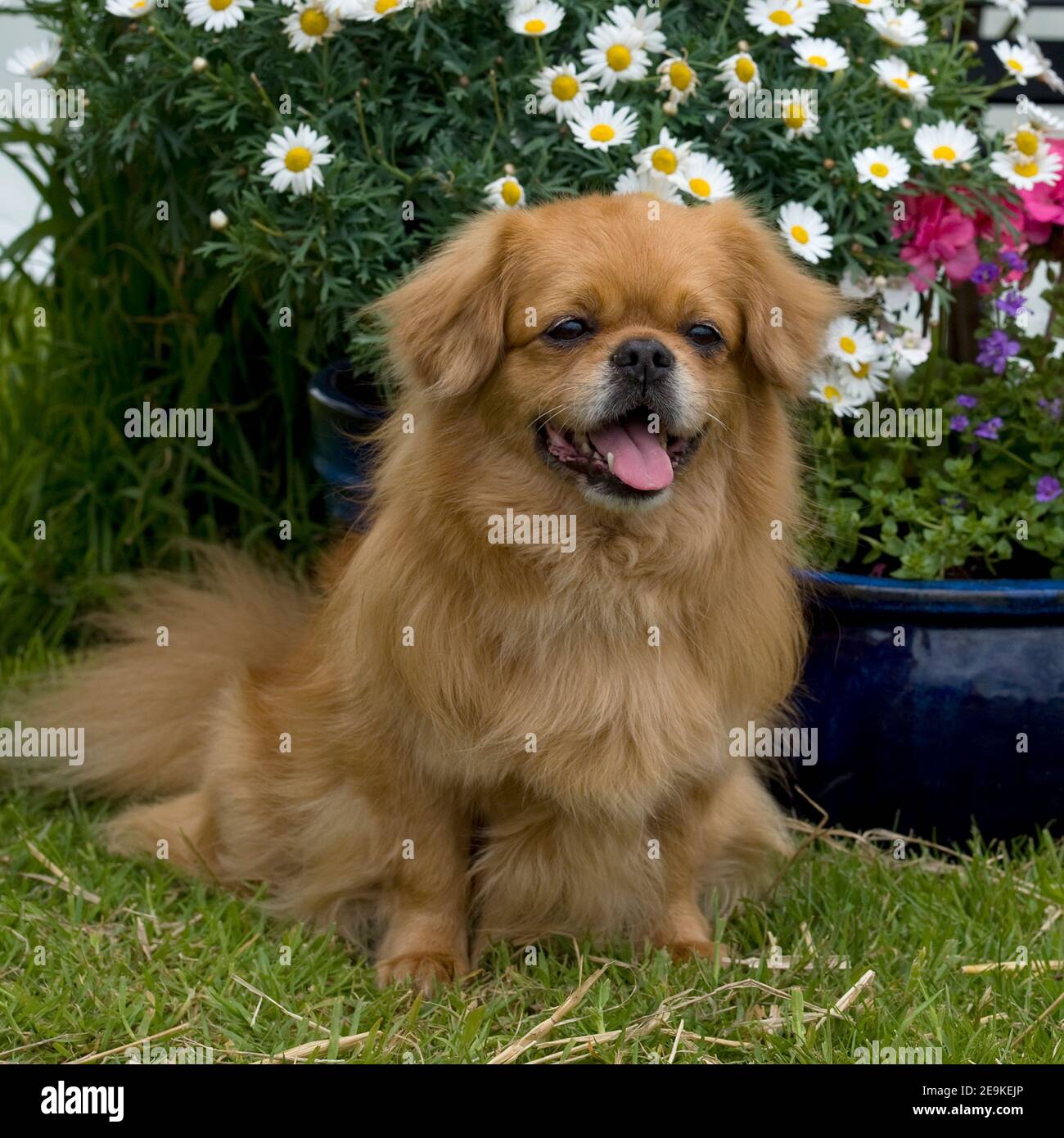 Tibetan spaniel hi-res stock photography and images - Alamy