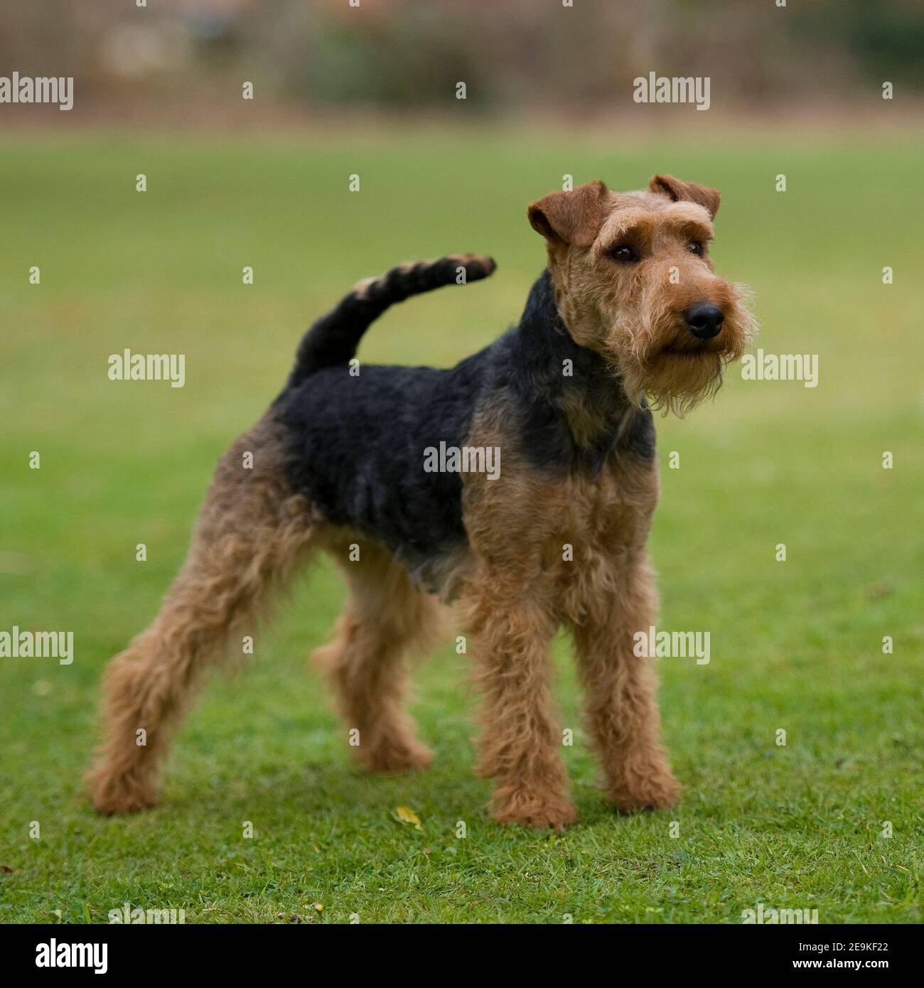 Welsh countryside in summer hi-res stock photography and images - Alamy