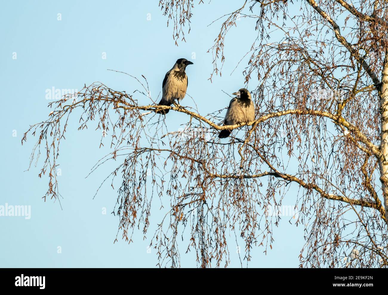 Hooded crow flock hi-res stock photography and images - Alamy