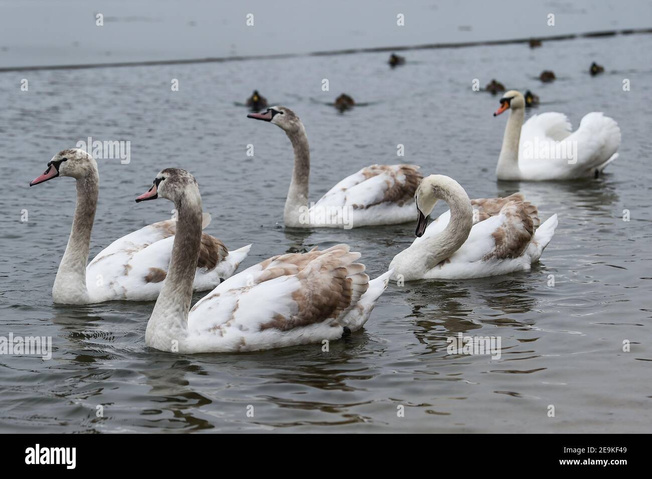 Berlin, Germany. 05th Feb, 2021. Swans swim on the partially frozen ...