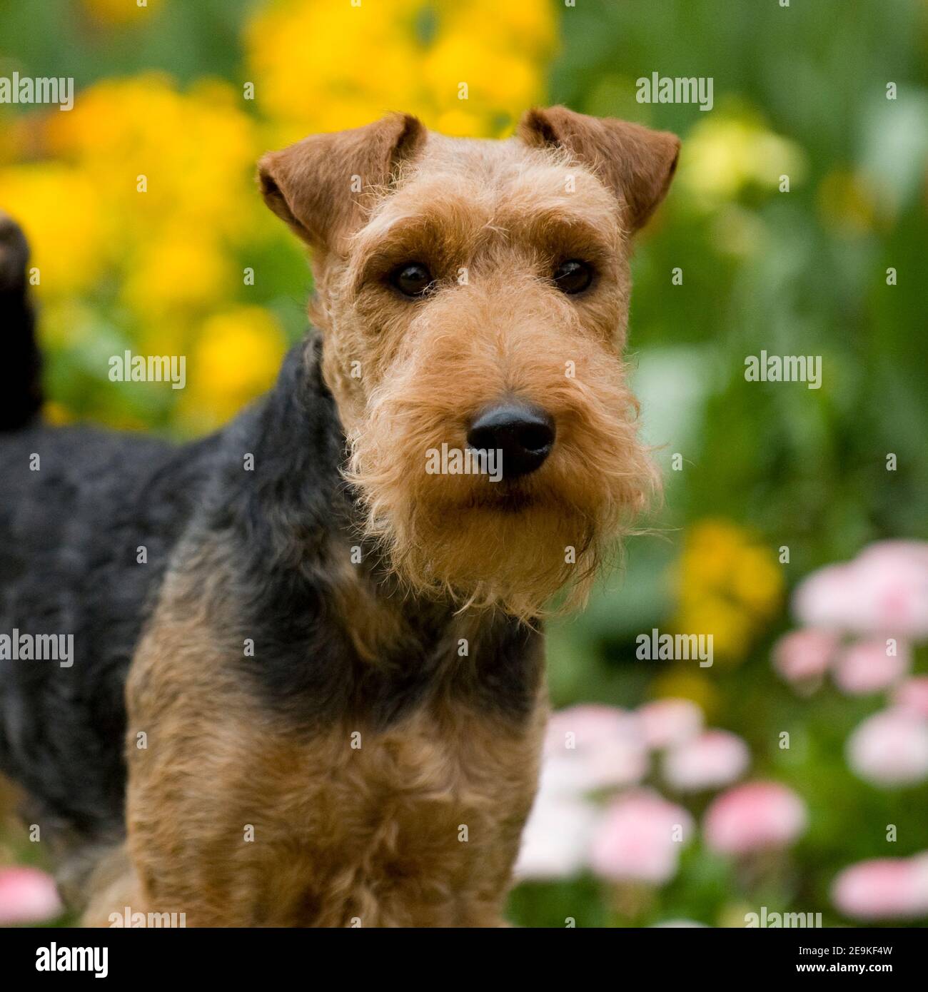 Black and tan terrier hi-res stock photography and images - Alamy