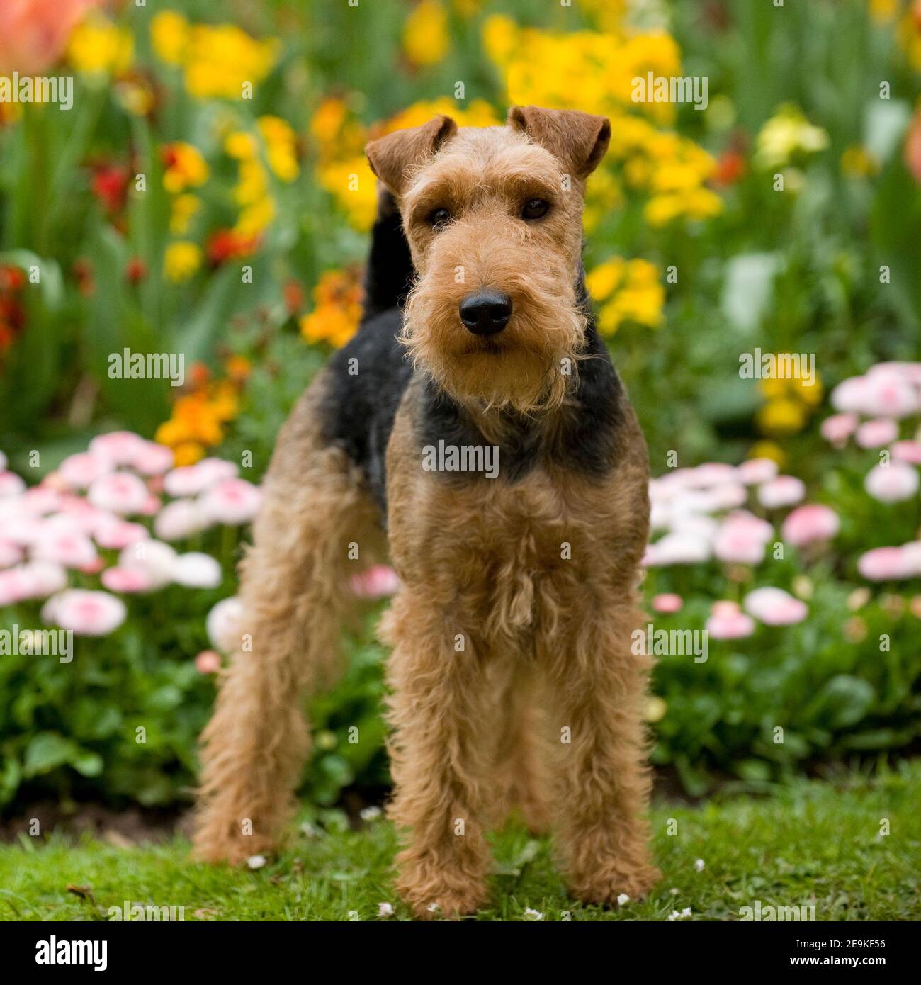 Welsh terrier hi-res stock photography and images - Alamy