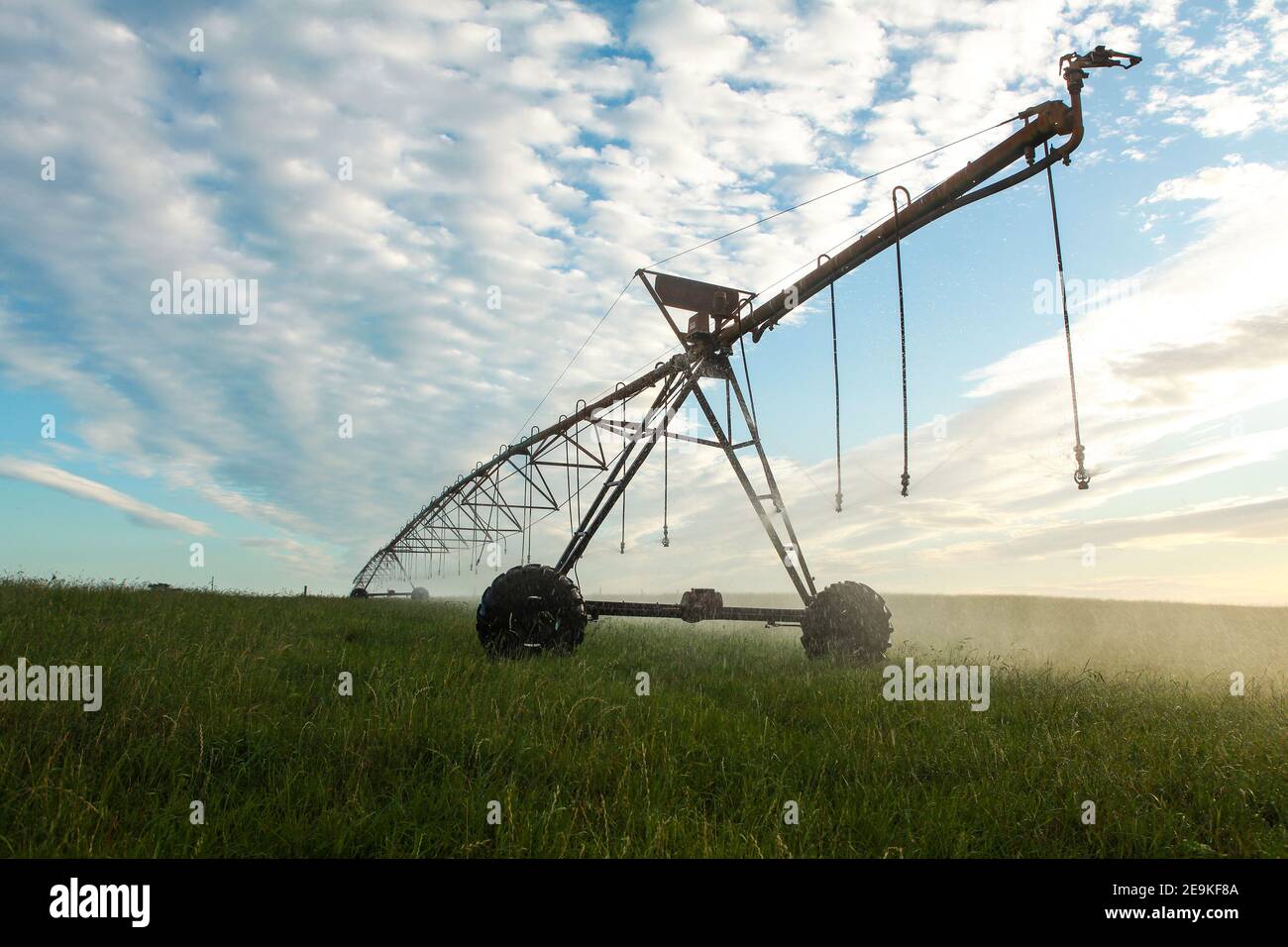 Feeding on lucerne hay hi-res stock photography and images - Alamy