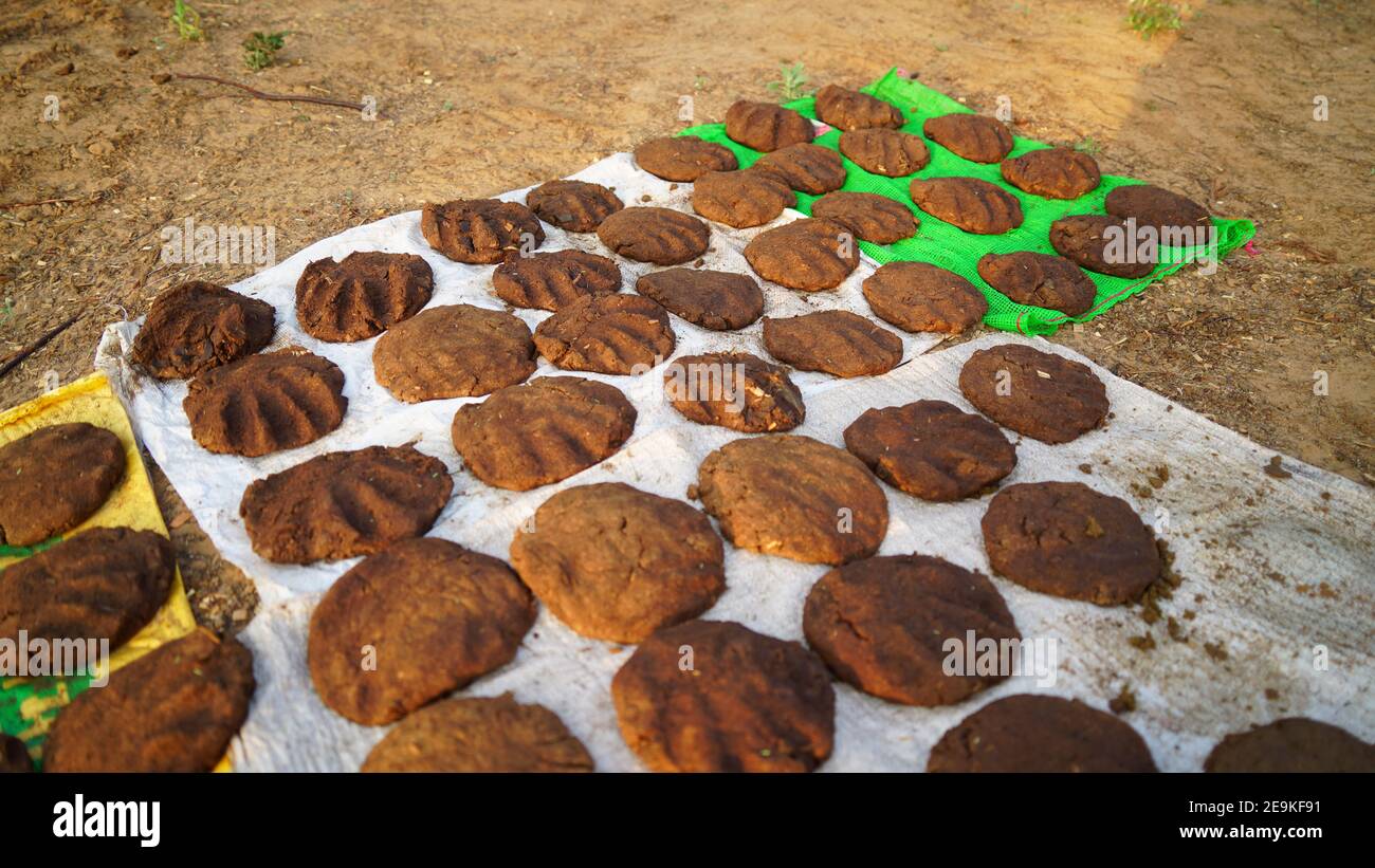 Dry Cow Dung Cakes for hawan kund . Dung cake on soil ground background ...