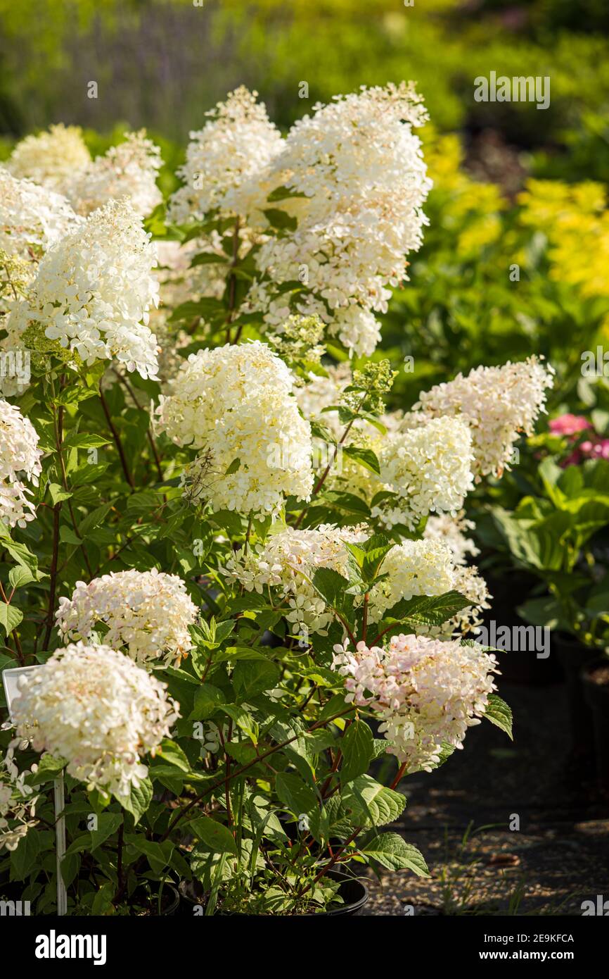 Hydrangeas varieties hi-res stock photography and images - Alamy