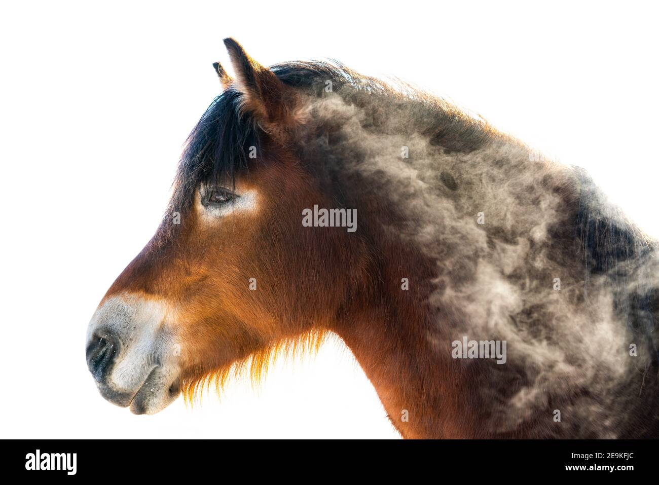 Close up of a horse with long fur and mane Stock Photo - Alamy