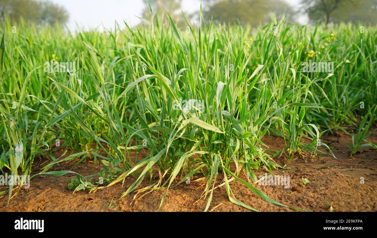 Stem of Wheat plants with light misty fog on the leaves. Growing ...