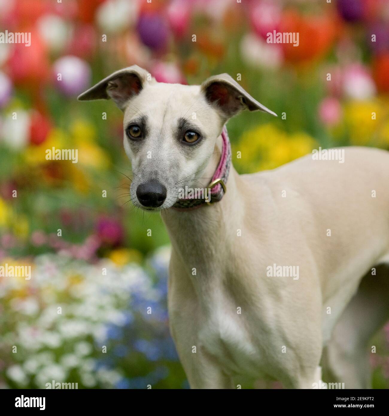 Fawn whippet hi-res stock photography and images - Alamy