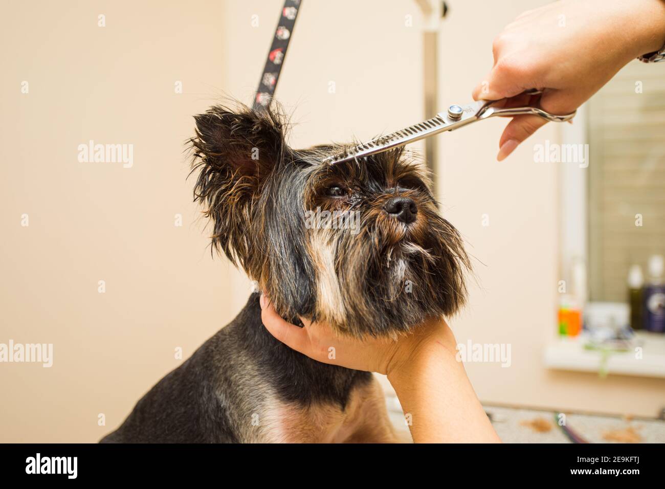 the groomer makes a hairstyle for a yorkshire terrier Stock Photo - Alamy