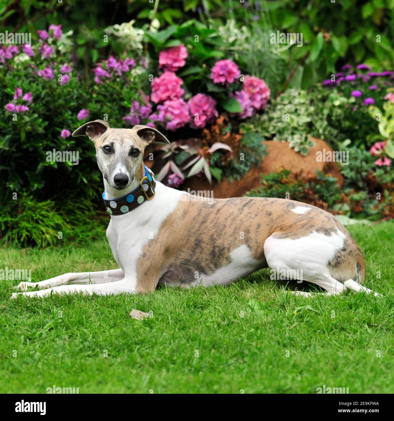 Whippet body hi-res stock photography and images - Alamy