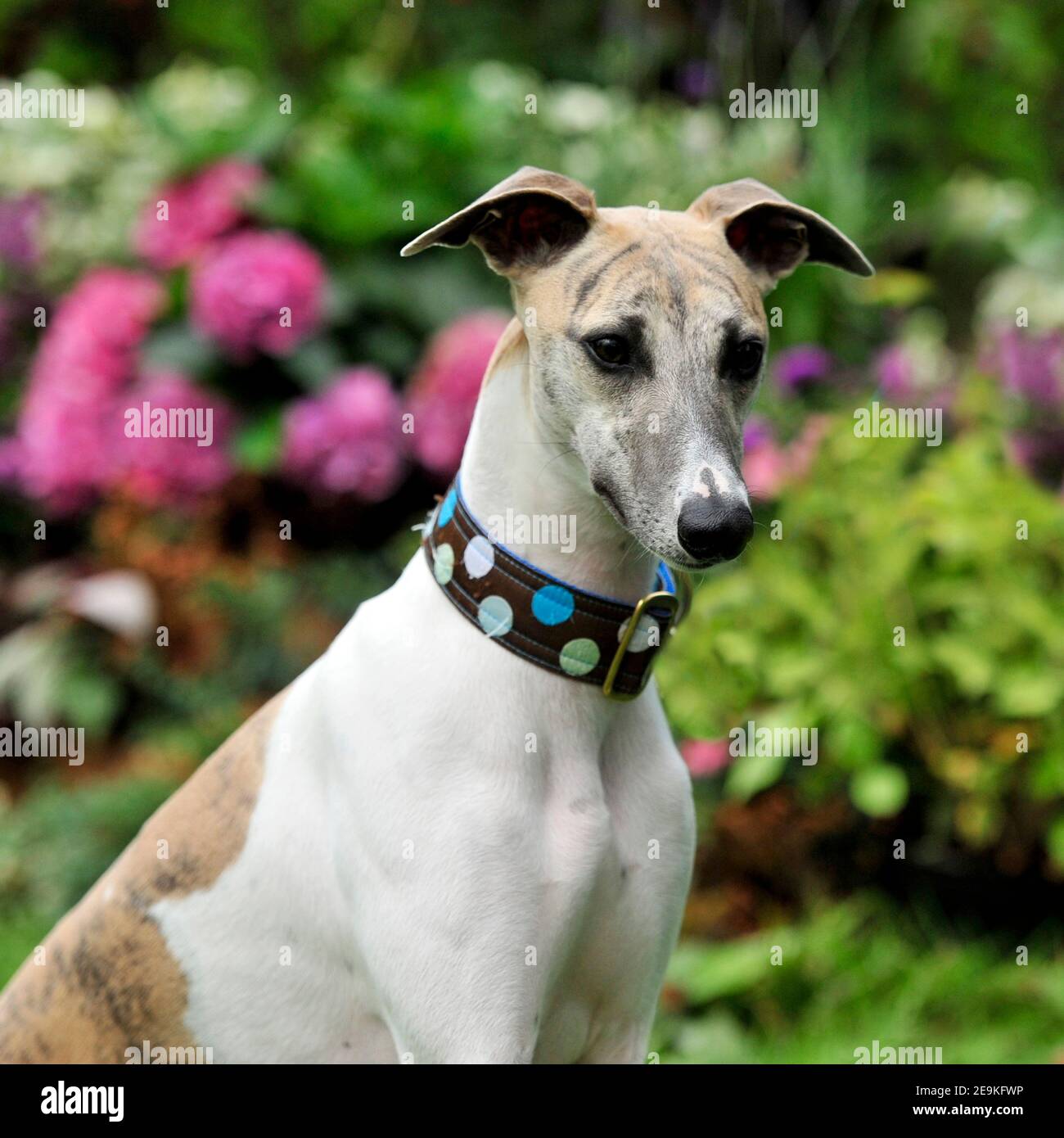 Eye whippet hi-res stock photography and images - Alamy