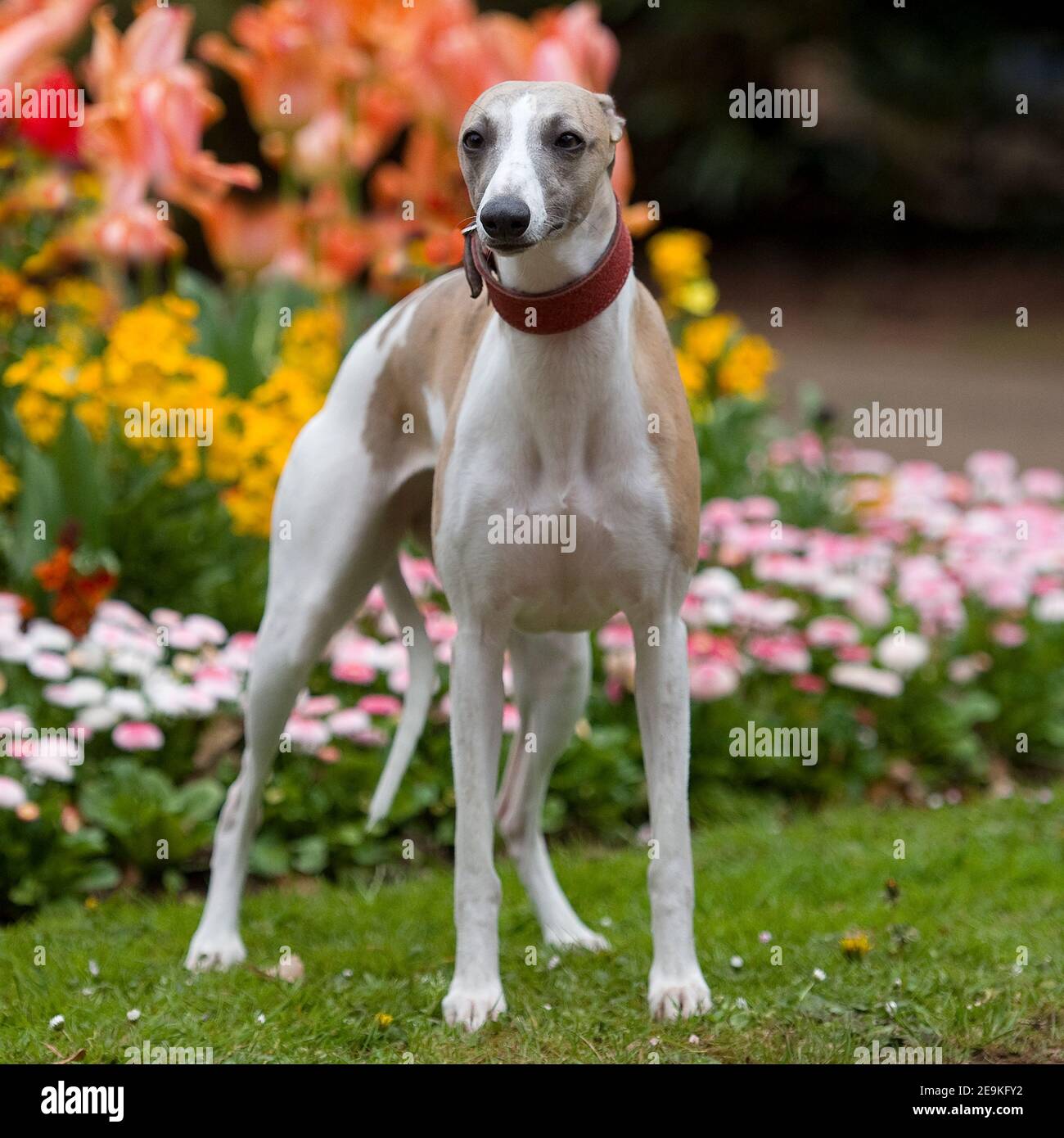 Whippet Dog Standing Grass High Resolution Stock Photography and Images ...