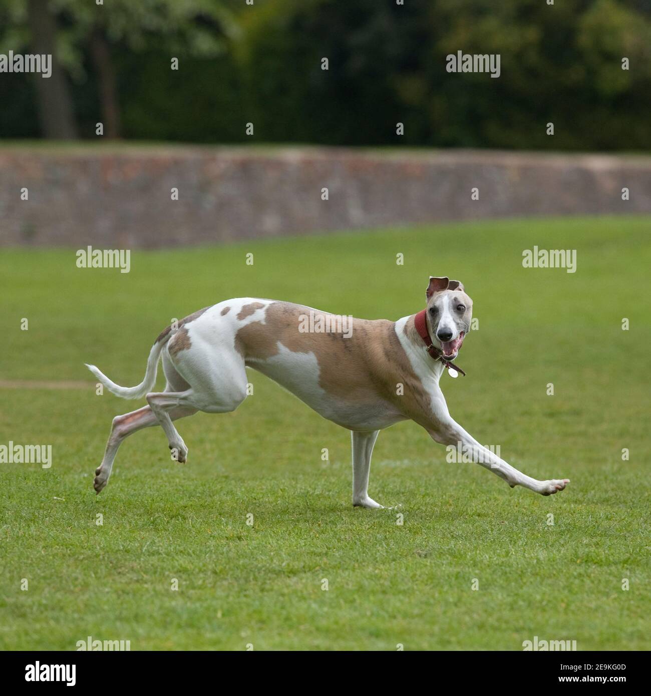Dog running at speed hi-res stock photography and images - Alamy