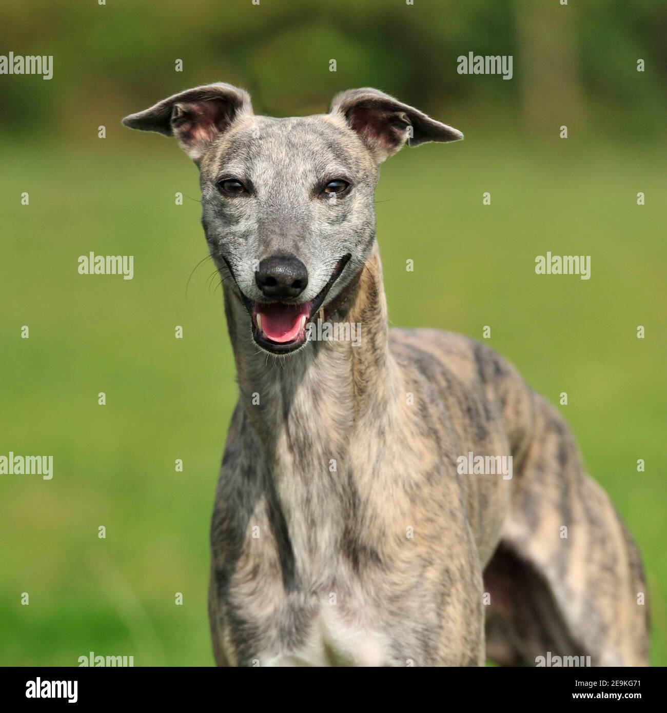 Brindle whippet hi-res stock photography and images - Alamy