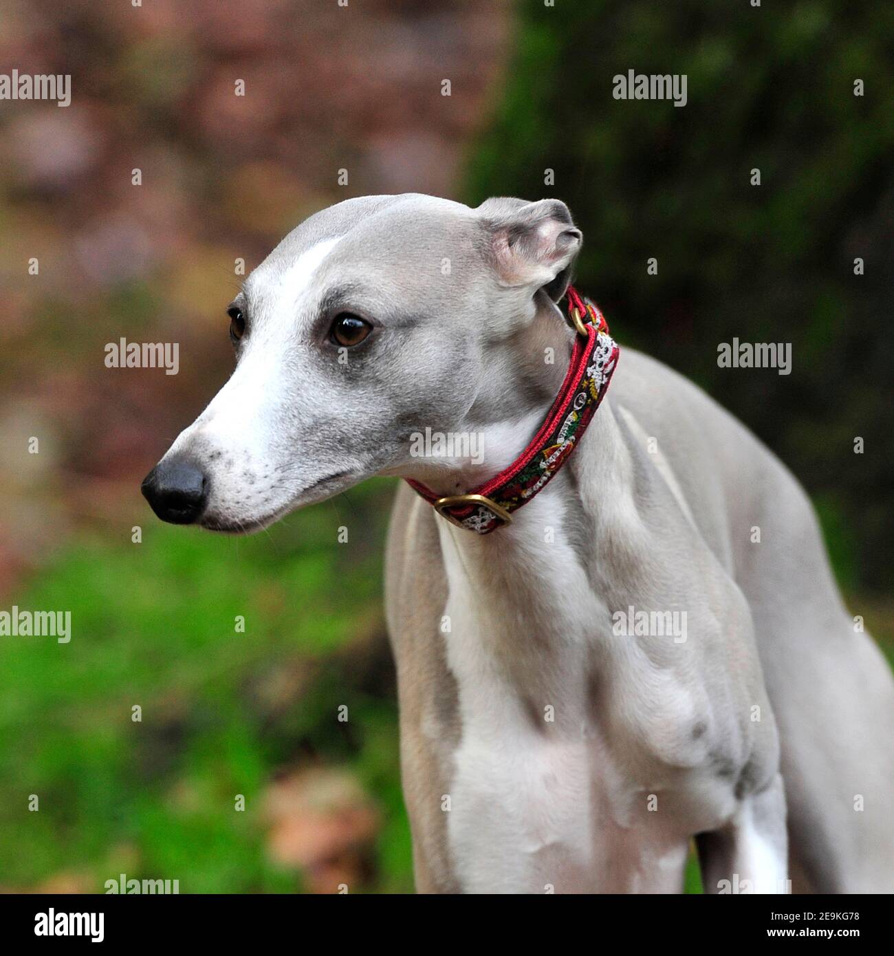 White cream dog hi-res stock photography and images - Alamy