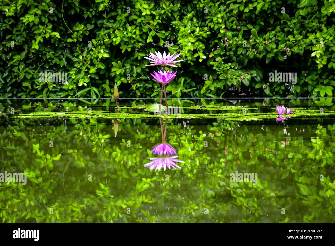 Lotus flower side view hi-res stock photography and images - Alamy