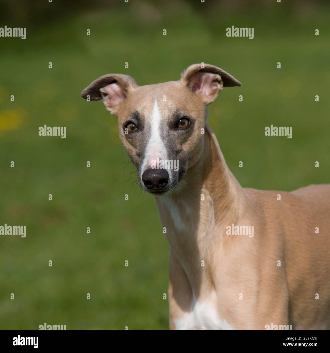 Fawn whippet hi-res stock photography and images - Alamy