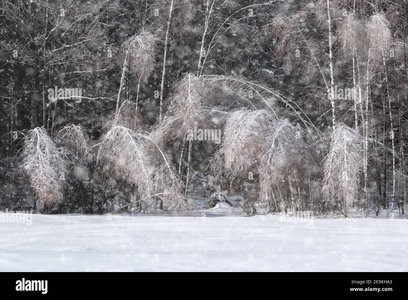 Bent birch hi-res stock photography and images - Alamy