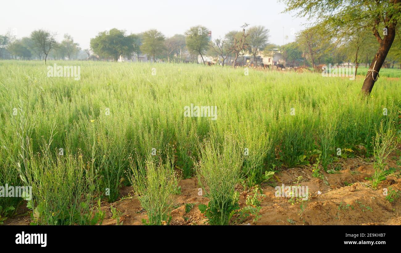 Green mustard or Brassica juncea a species of mustard plan with growing ...