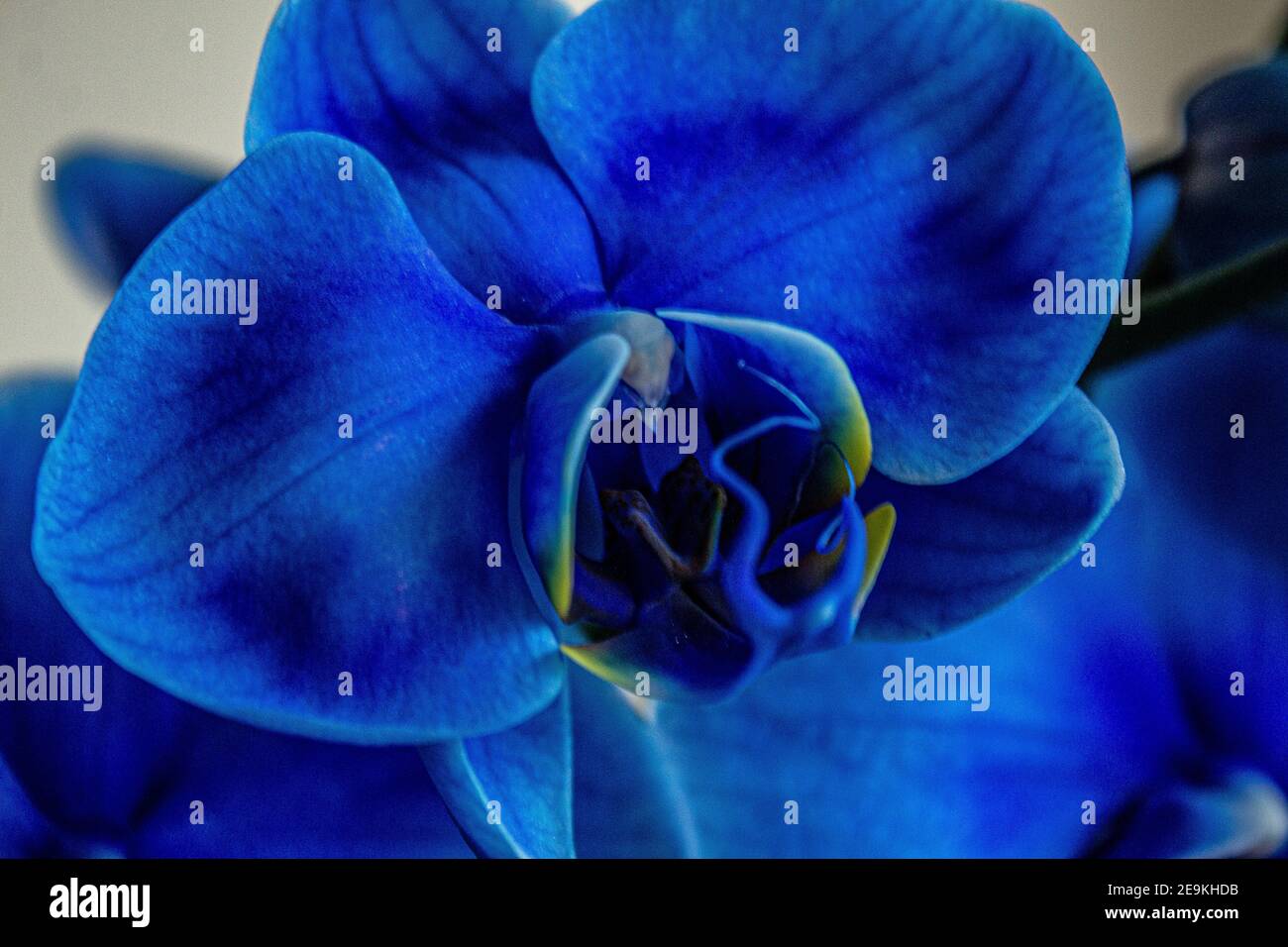 Blue color moth hi-res stock photography and images - Alamy