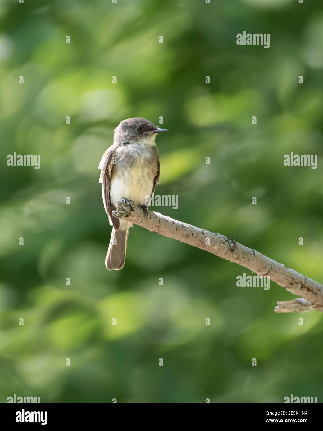 Eastern Phoebe flycatcher bird standing on tree branch waiting for ...