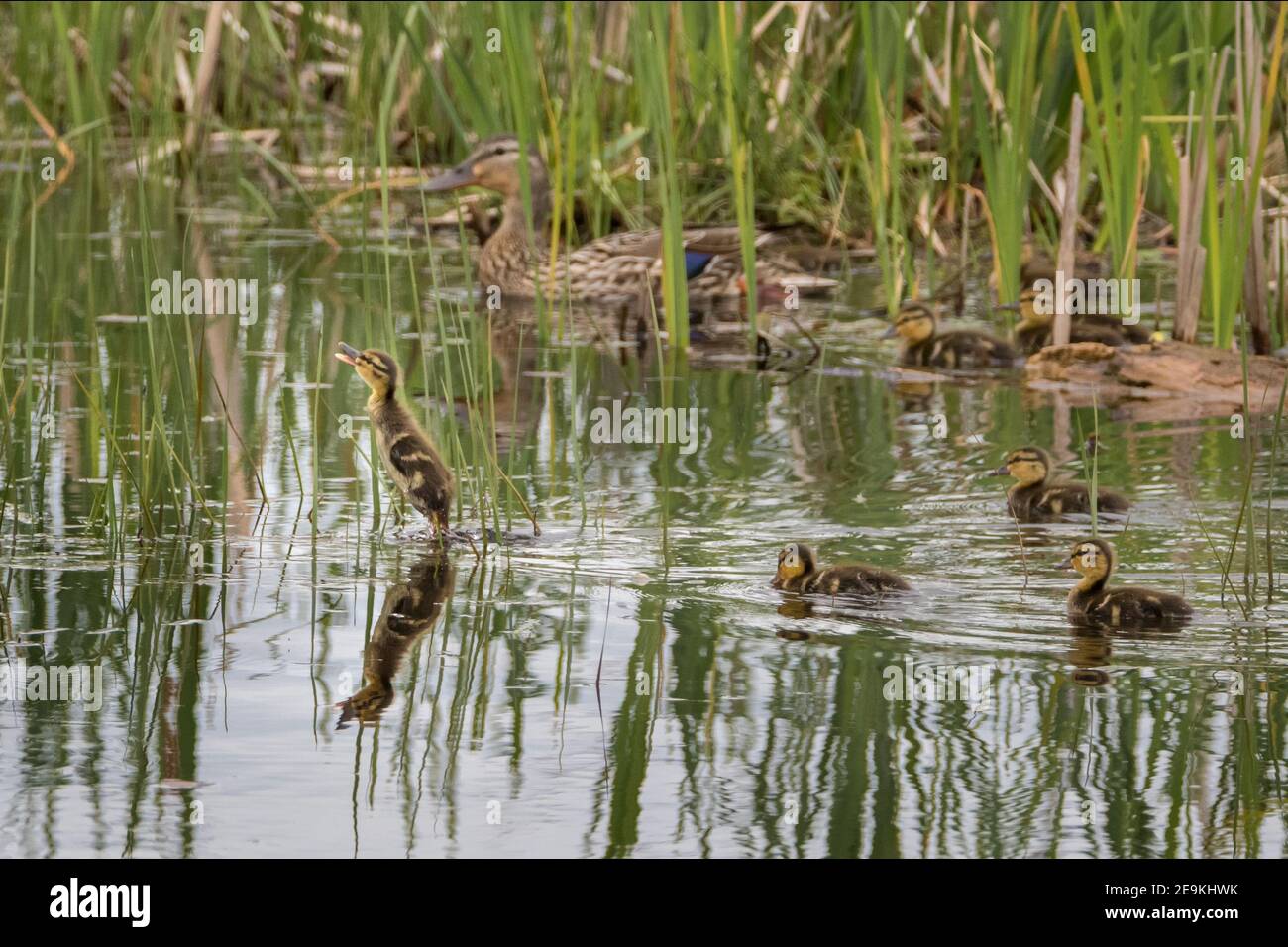 Cattail in marsh starting hi-res stock photography and images - Alamy