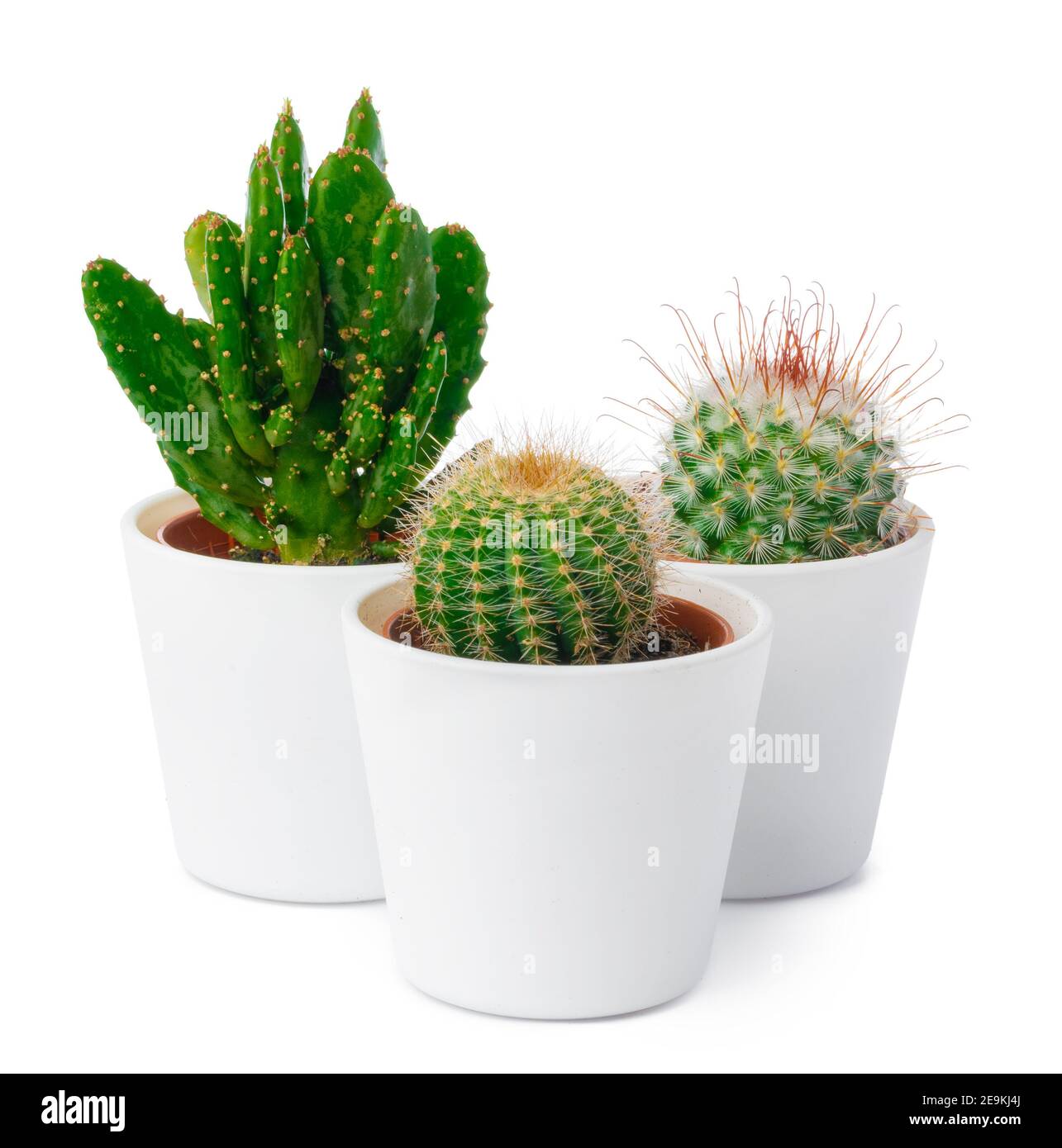 different types of cactus isolated on white background Stock Photo - Alamy