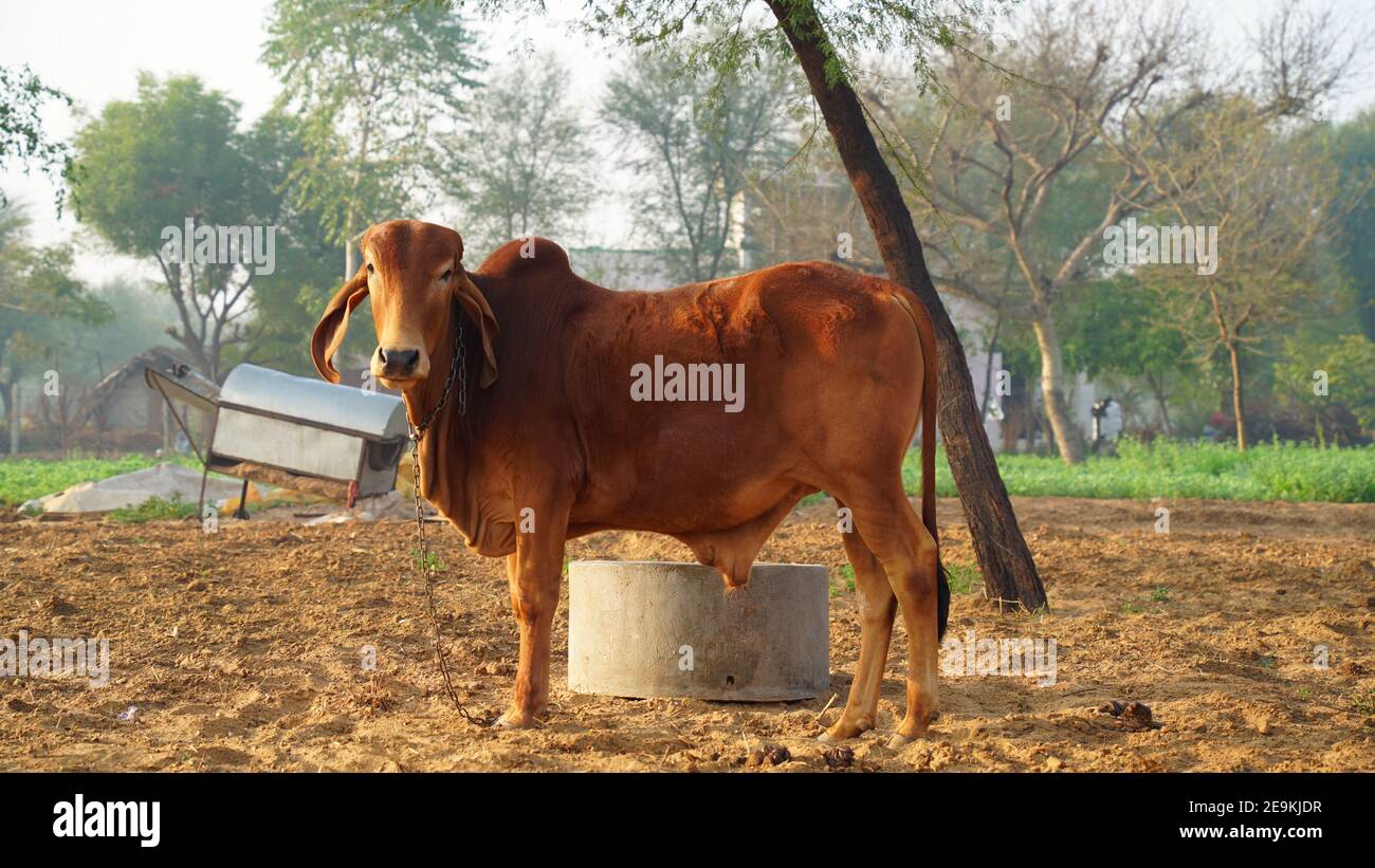 Side view shot of Brown Indian bull shaking sunlight in cold winter ...