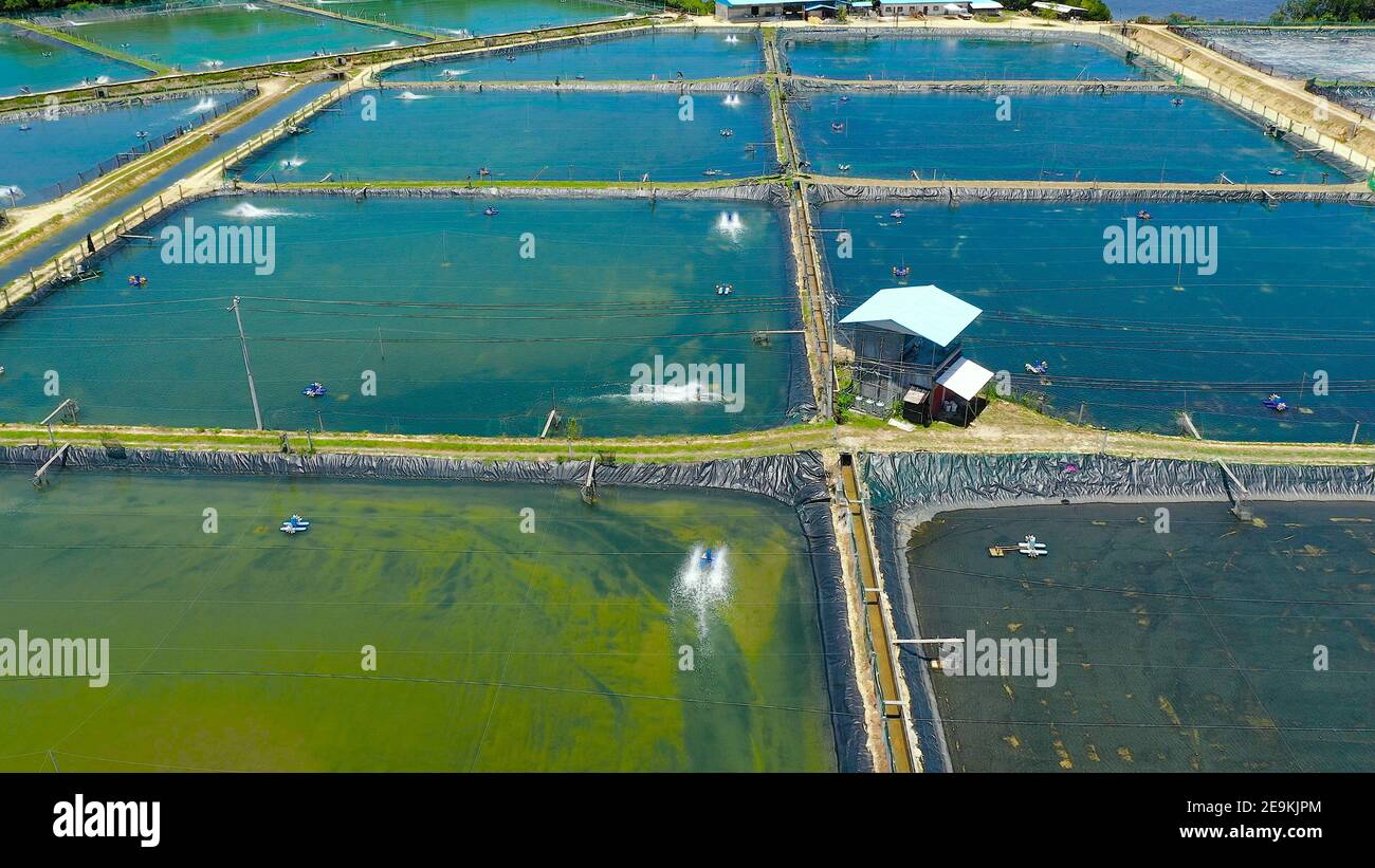 Shrimp Pond and Shrimp Farm. Bohol, Philippines. Ponds for shrimp ...