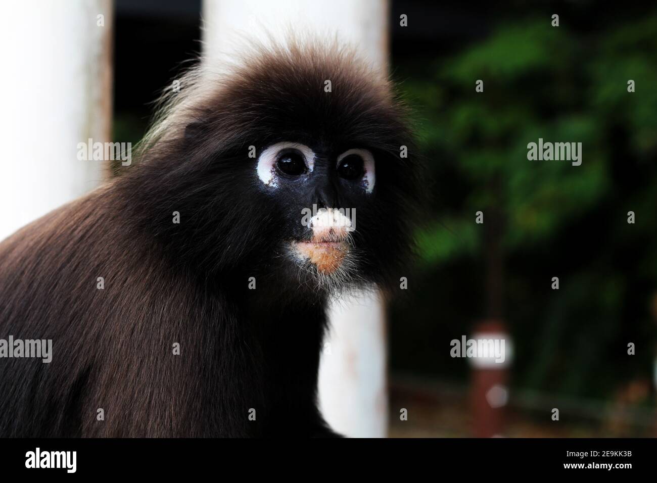 Fur patches hi-res stock photography and images - Alamy