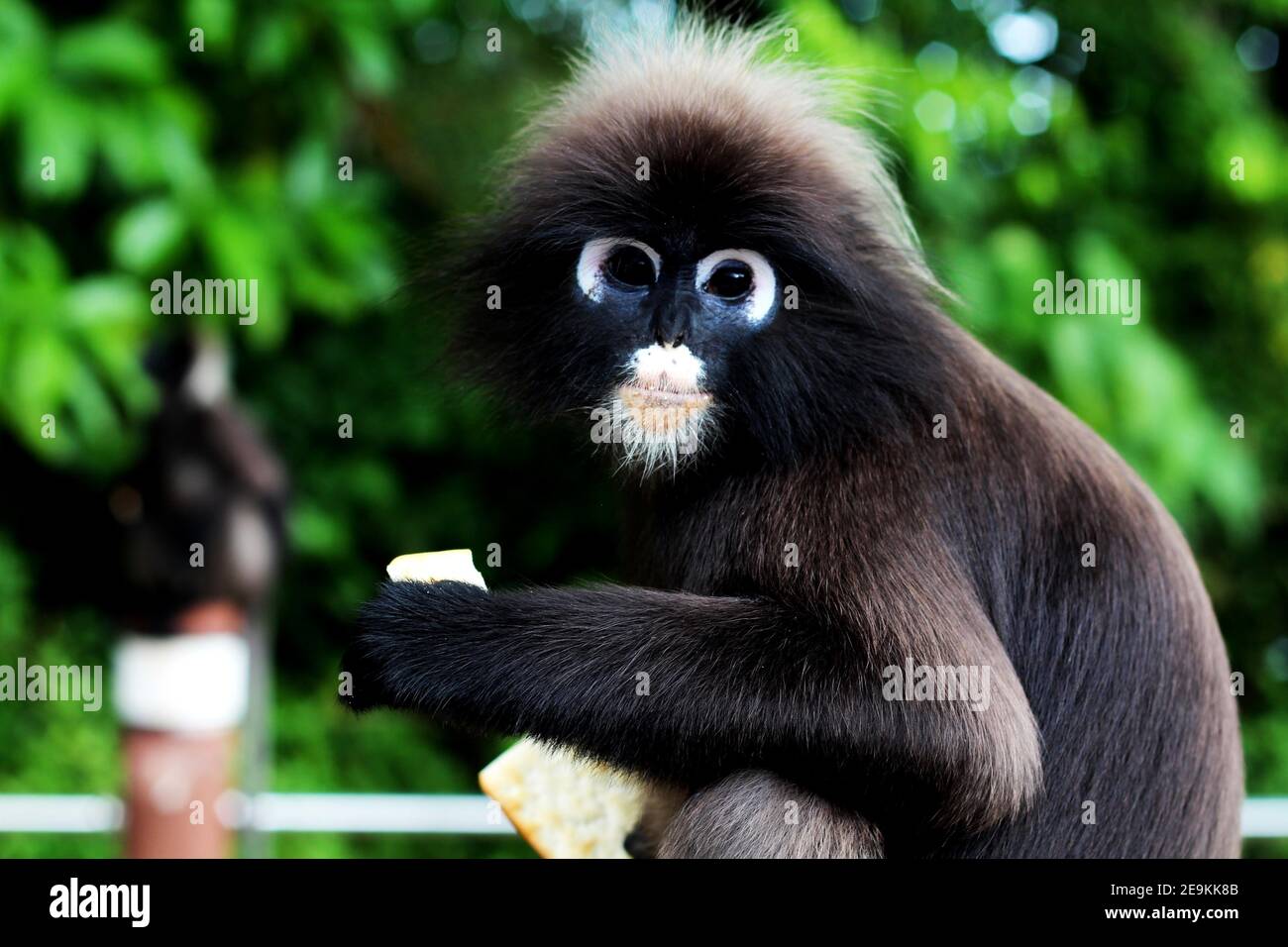 A Dusky Leaf Monkey with dark gray fur and white-colored patches around ...