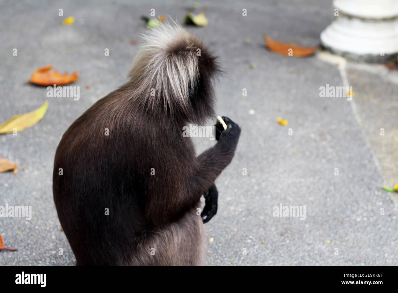 Back view of a Dusky Leaf Monkey with dark gray fur eating a cracker or ...