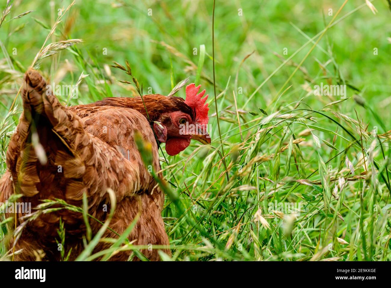 Happy Free Range Hens in the Summer Meadow Stock Photo - Alamy