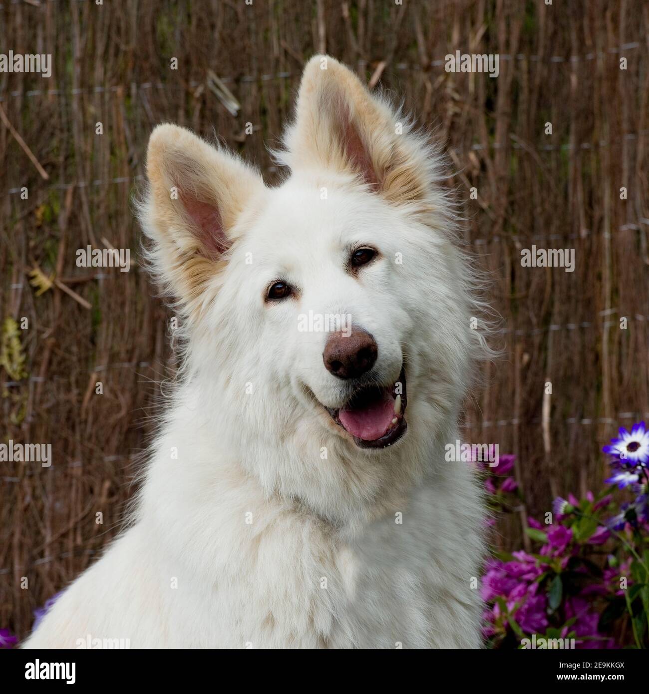 Summer Shepherd's Instagram, Twitter & Facebook on IDCrawl
