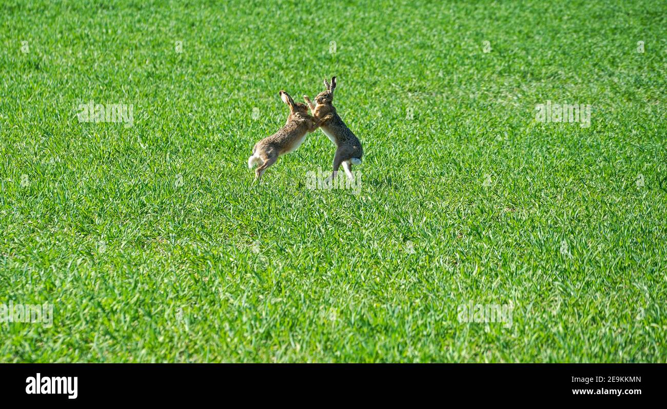 Two rabbits fighting in an open field covered with green grass Stock ...