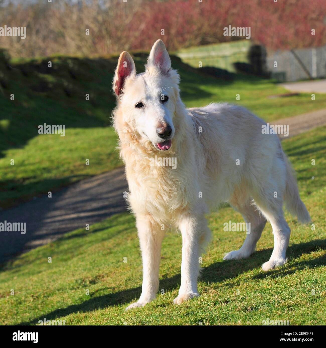 White guard dog standing hi-res stock photography and images - Alamy